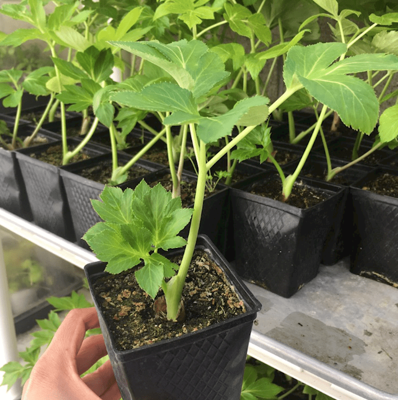 Soulshop - Warum ist Ashitaba so wertvoll?