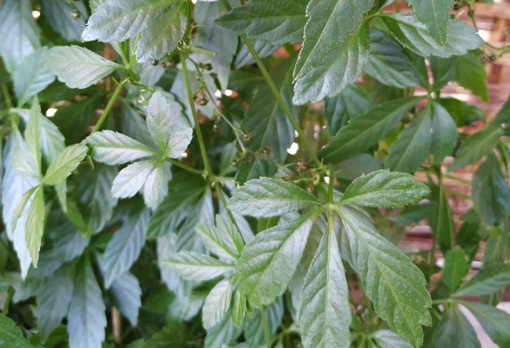 Soulshop - Jiaogulan