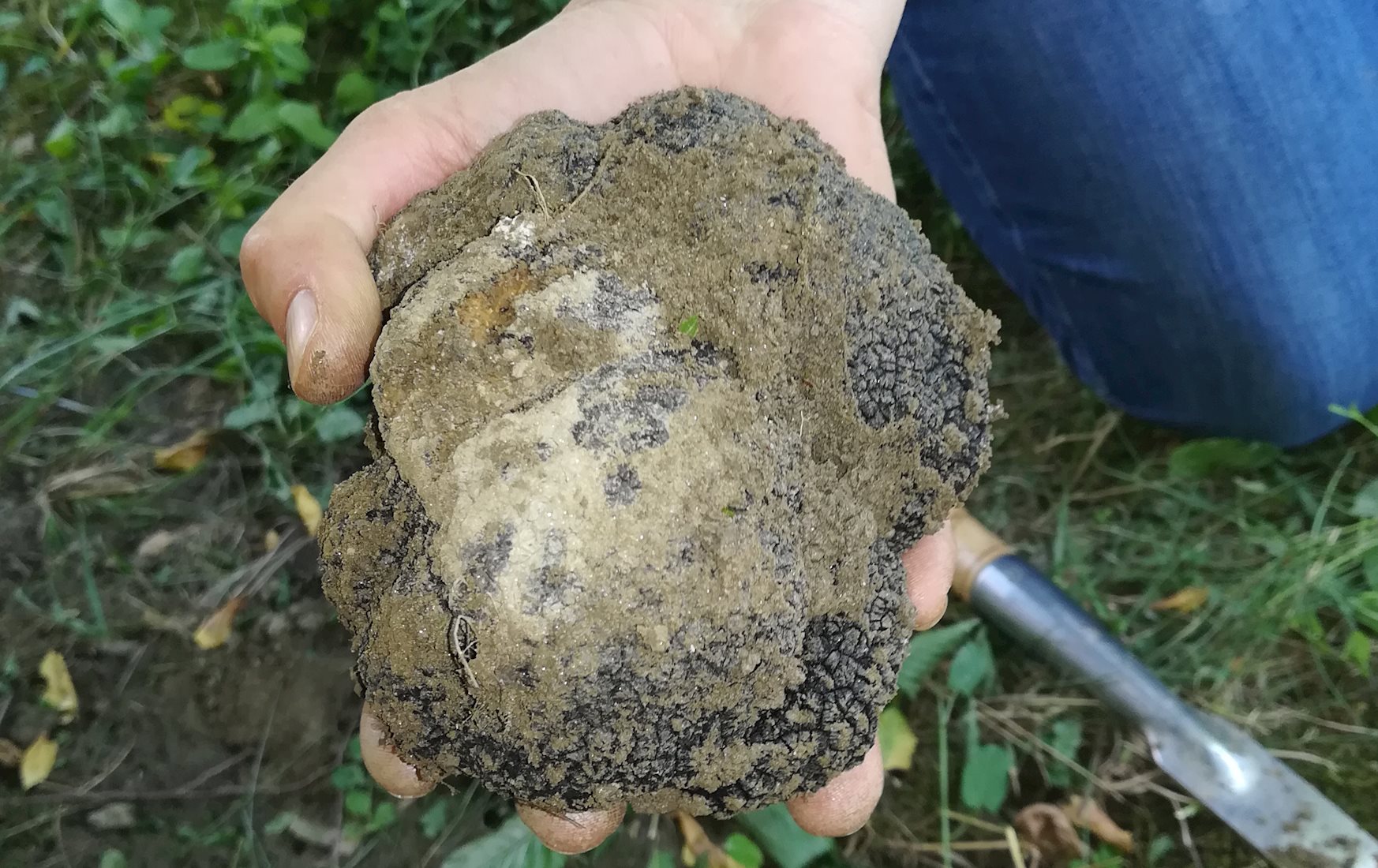 Wo Findet Man Truffel