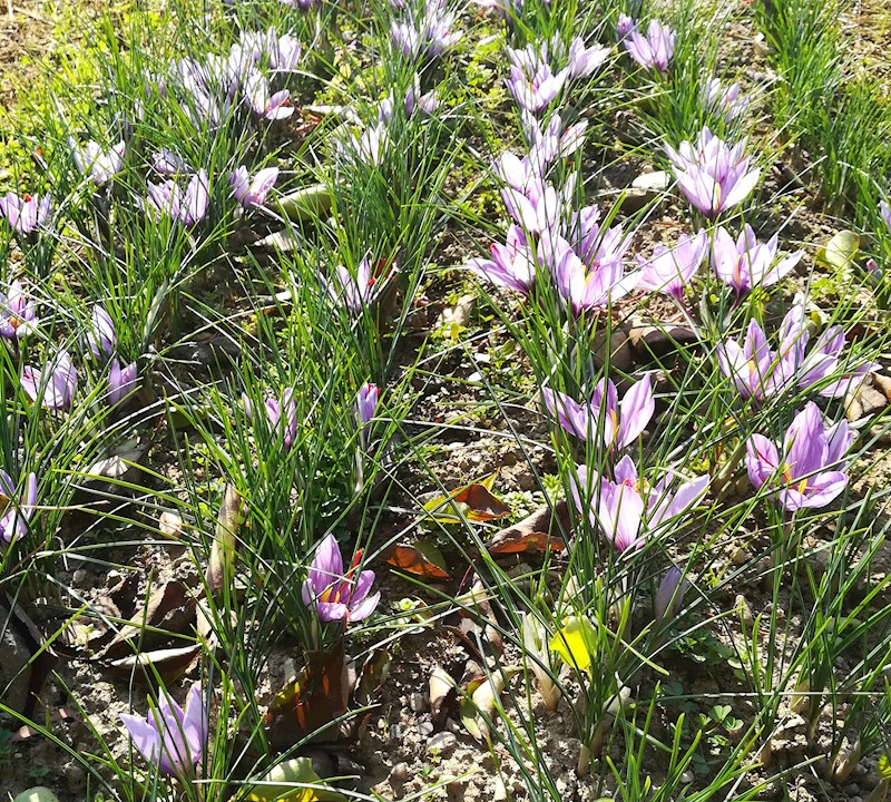 Soulshop - Kultivierung von Safran